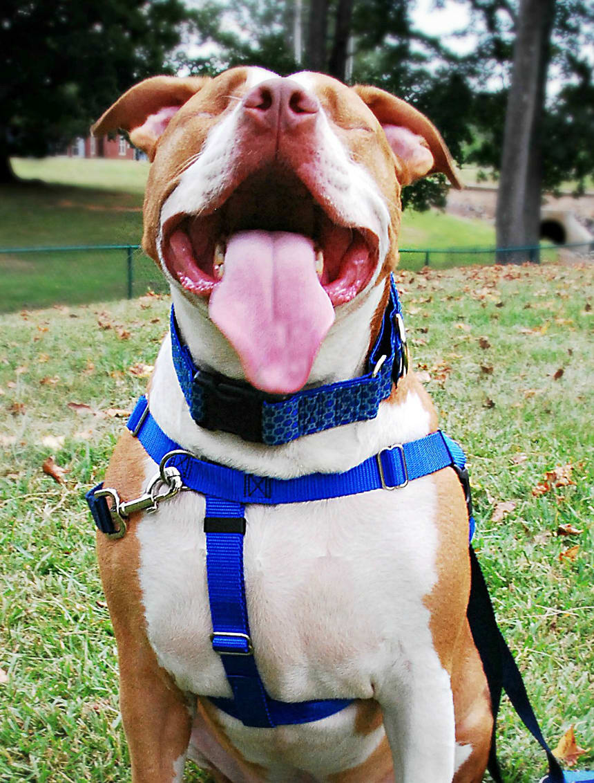 What's New! - 2 Hounds Design