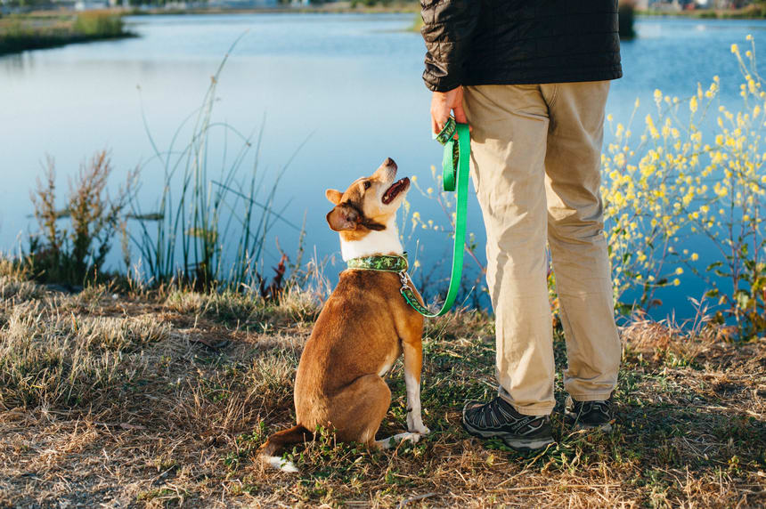 How to Walk Your Way to a Better Behaved Dog - 2 Hounds Design