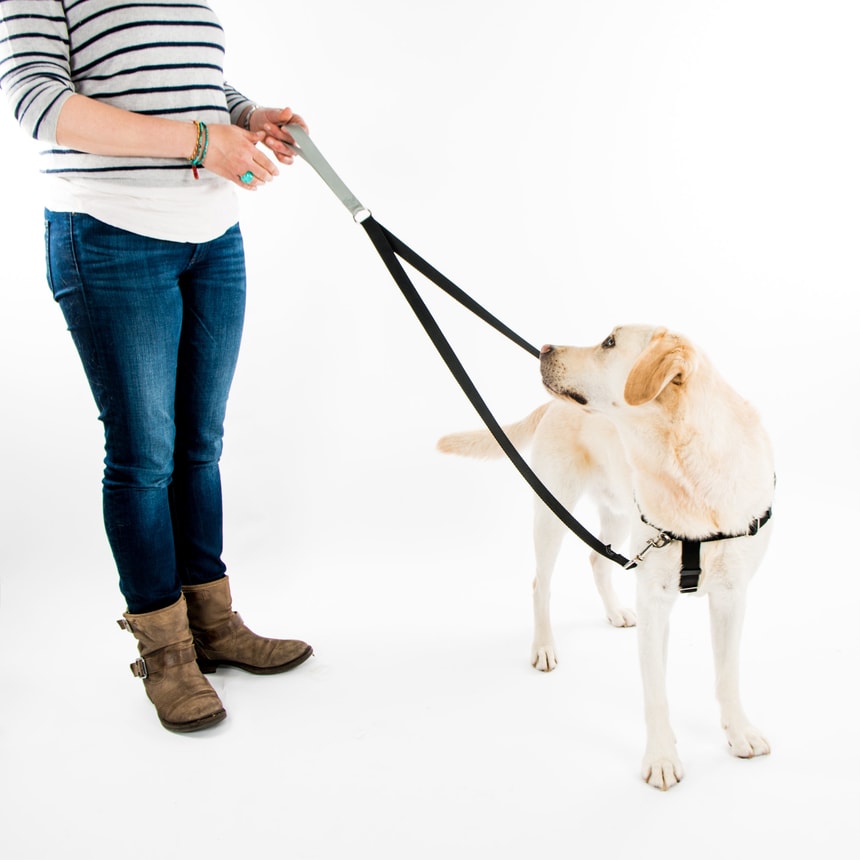 How to Help your Dog with Separation Anxiety - 2 Hounds Design