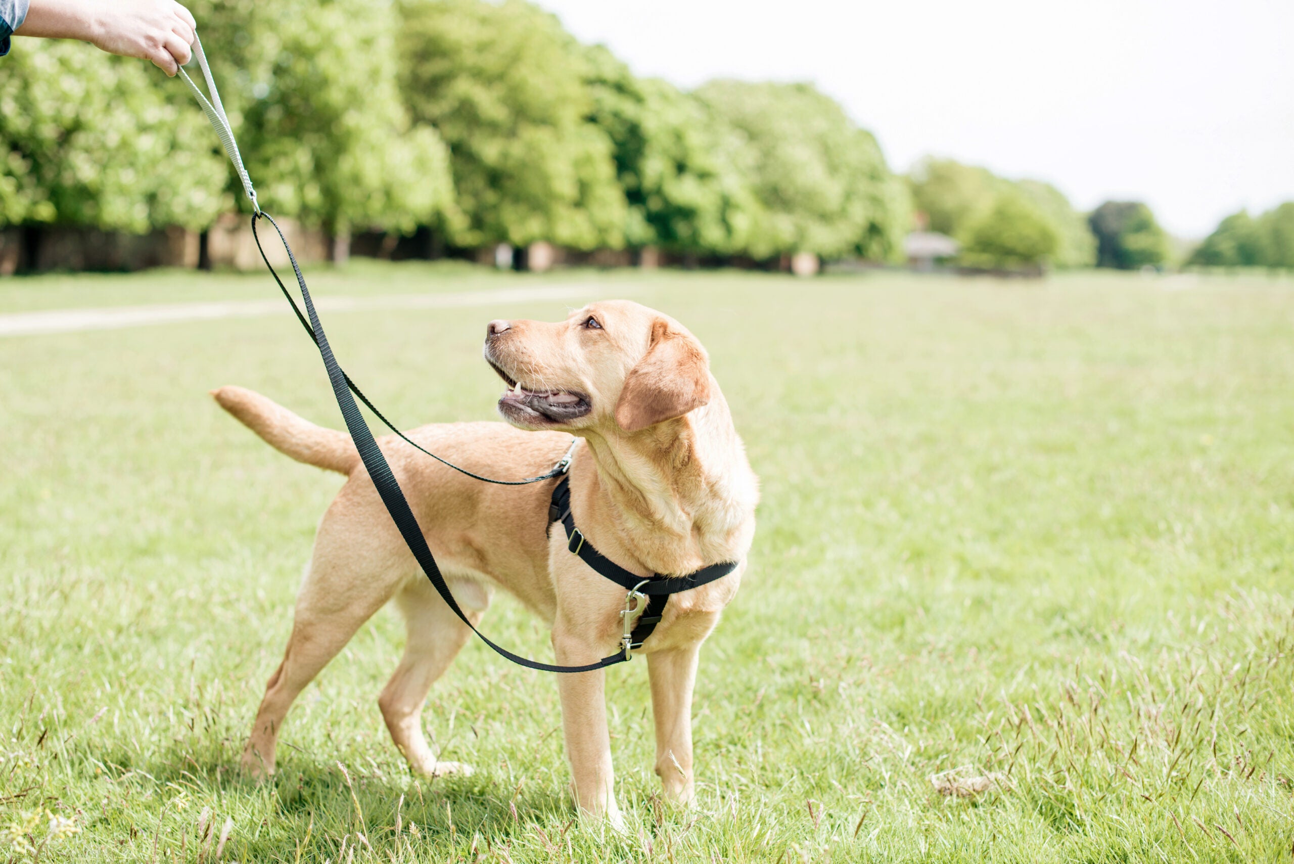 6 Tips to Make Dog Training (More) Fun and Successful - 2 Hounds Design