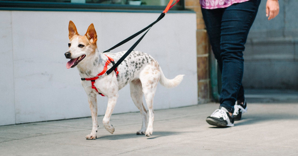 7 Useful Human Training Tips (you have to train the human also!) – 2 ...