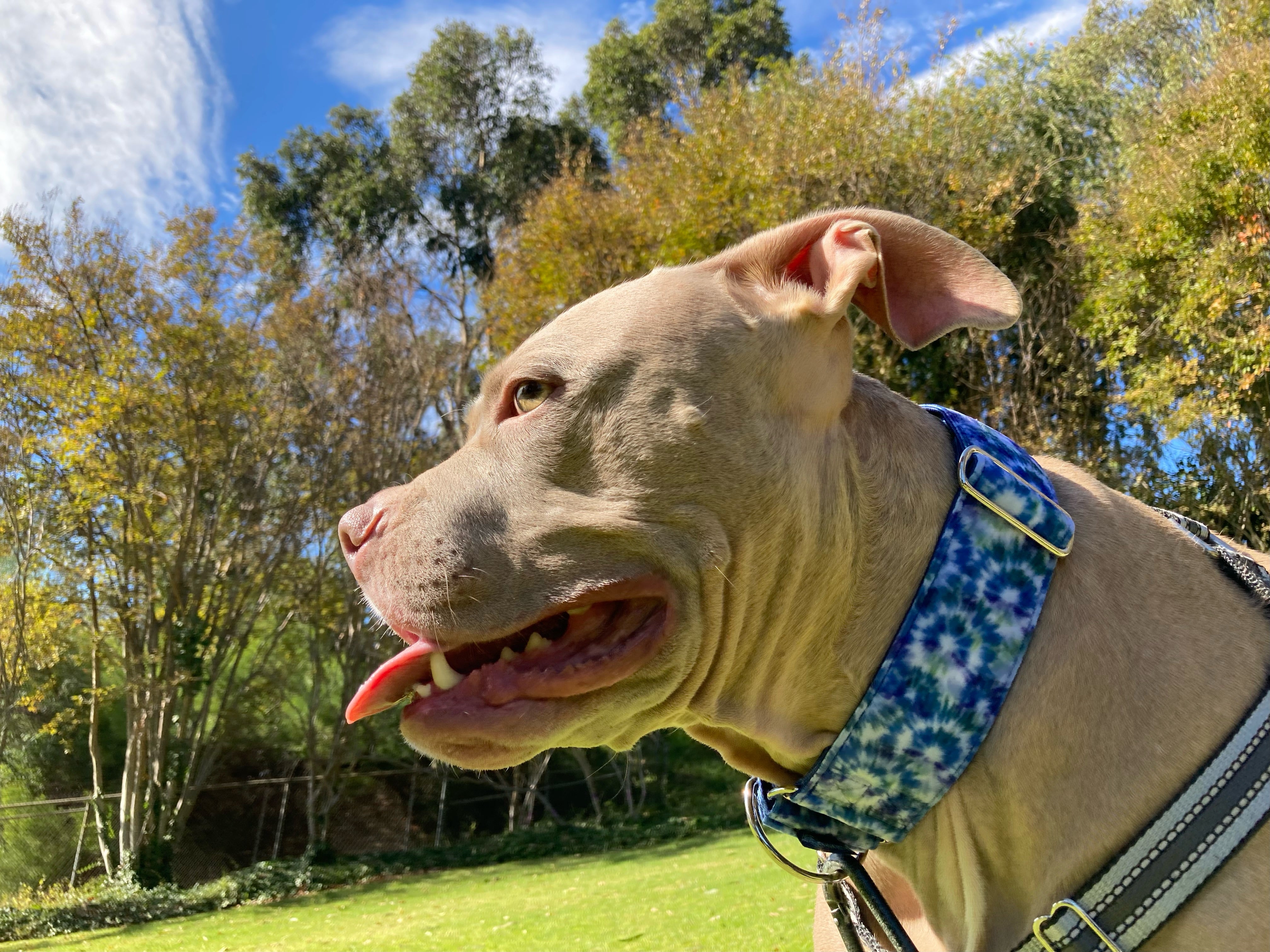 2 Hounds Design Freedom No-Pull Harness plus Great Collars and Leashes