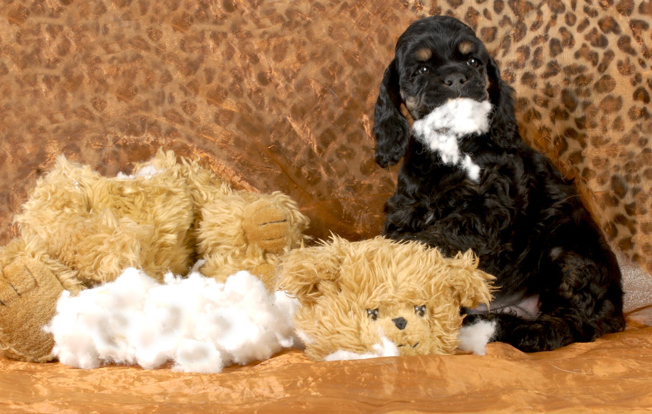 How To Curb Chewing – 2 Hounds Design