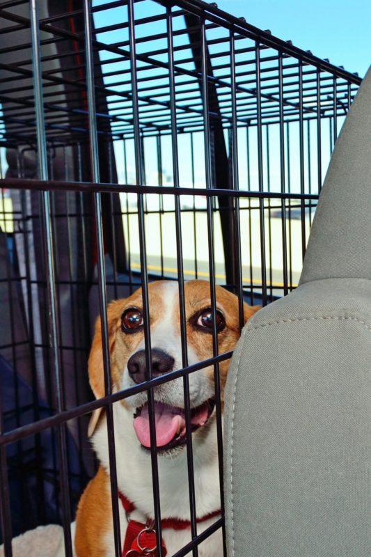 How to Crate Train Your Dog - 2 Hounds Design
