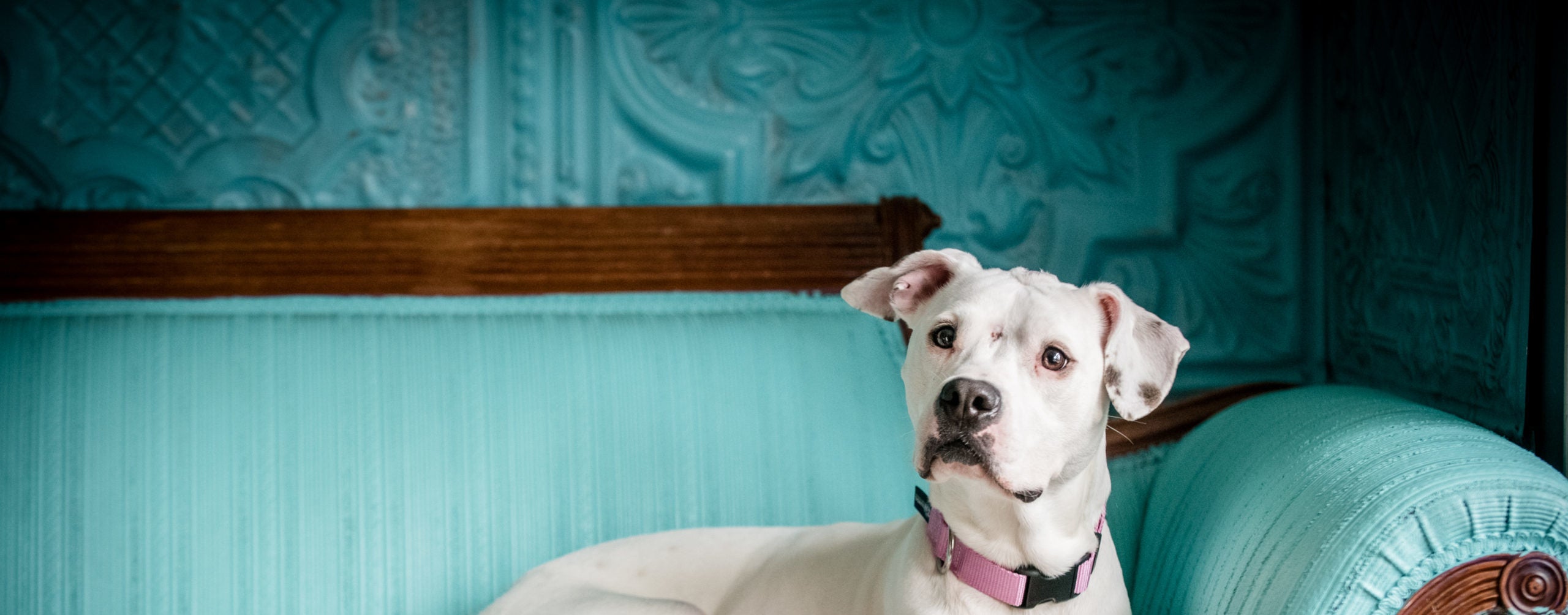 About 2 Hounds Design - 2 Hounds Design