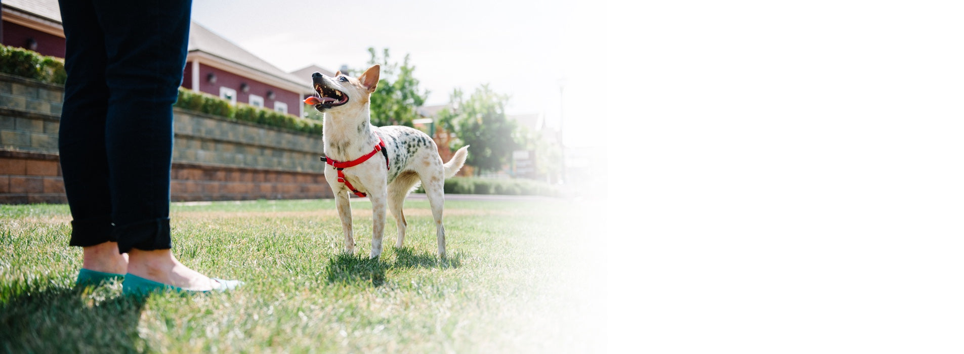 About 2 Hounds Design - 2 Hounds Design