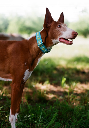 Frequently Asked Questions - 2 Hounds Design