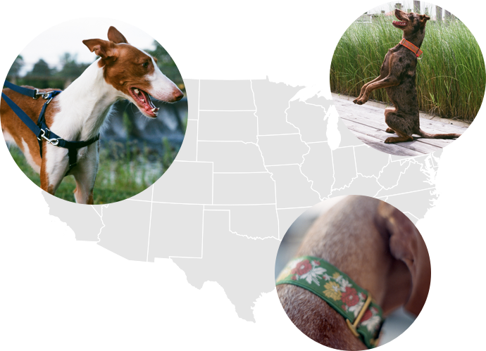 About 2 Hounds Design - 2 Hounds Design