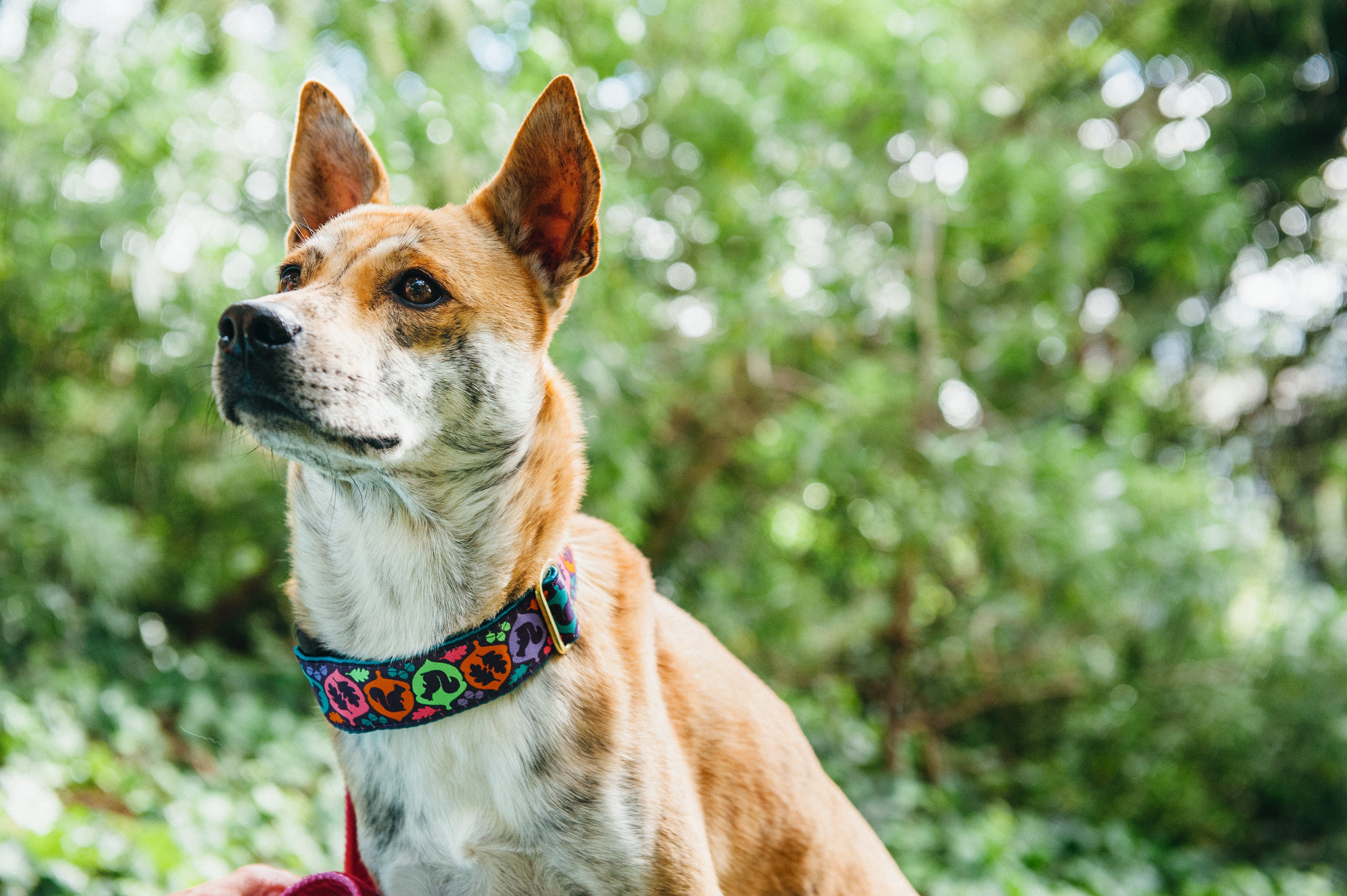 Custom Dog Collars for Large and Small Dogs, Martingale Collars - 2 ...
